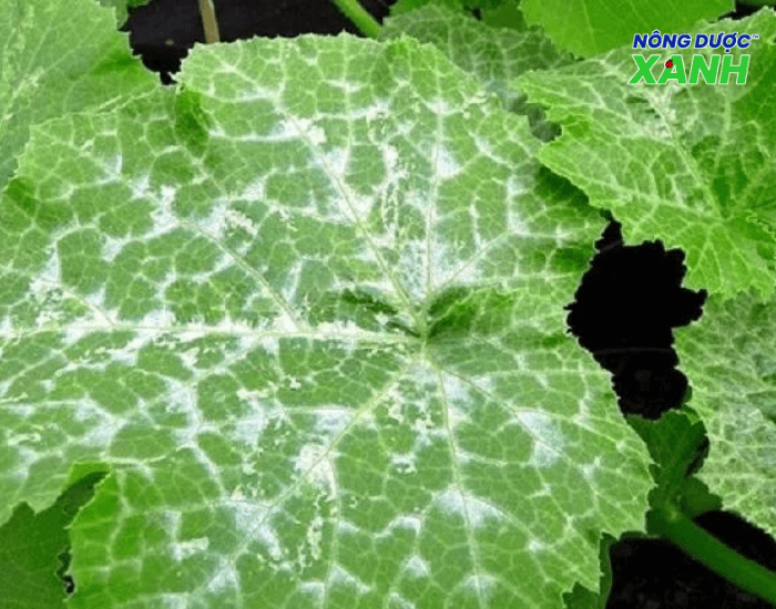 Lá cây bị đốm trắng: Nguyên nhân, dấu hiệu và cách chữa – Đại lý phân ...